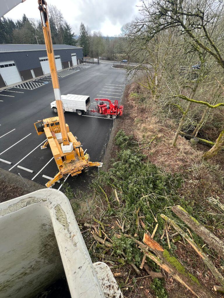 Crane Tree Removal | Tree Cutting | Tenino, WA | Olympia, WA