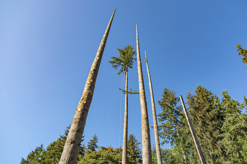 Tree Trimming | Tree Pruning | Olympia, Wa | Tenino, WA